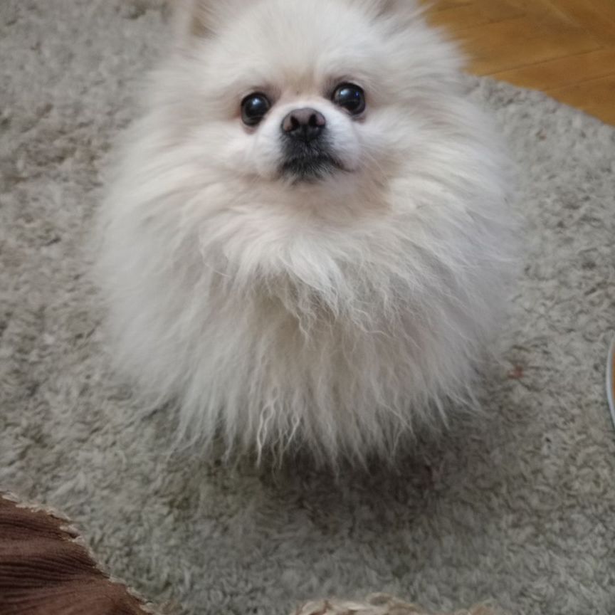 Немецкий Шпиц