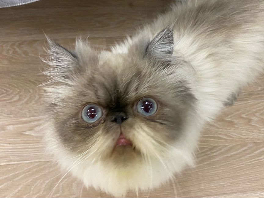 Красавица Серафима ищет семью