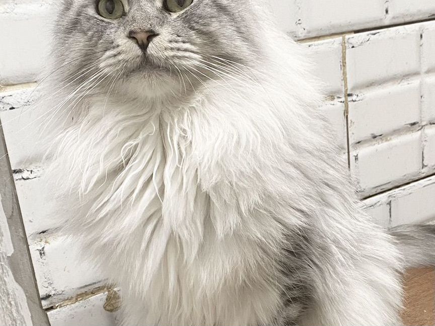 Молодой серебряный кот