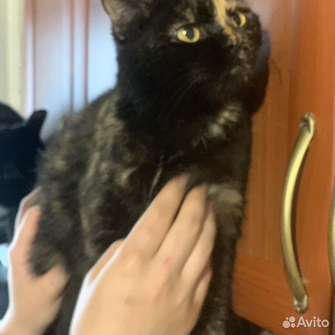 У кошки умер хозяин