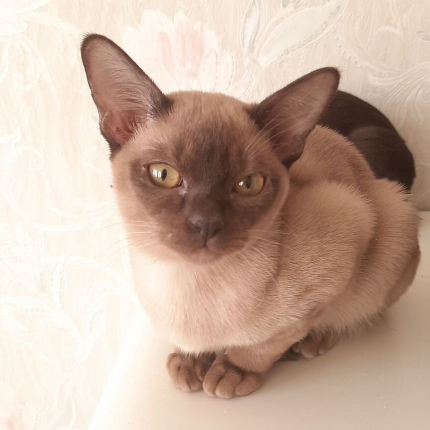 Шоколадный мальчик 4,5 мес