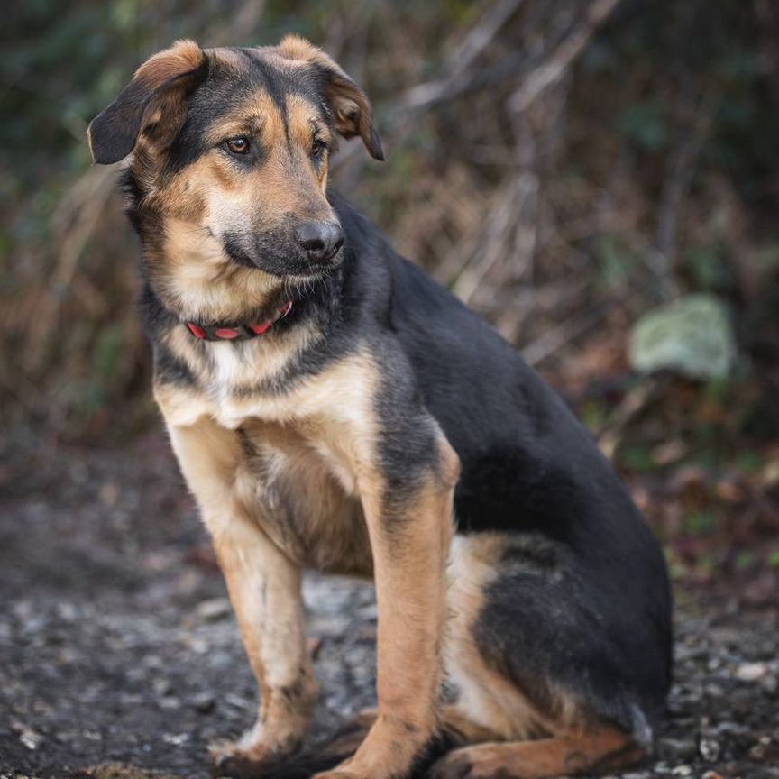 Собака в добрые руки