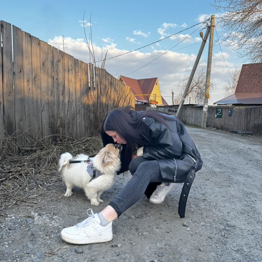 Пекинес ищет невесту