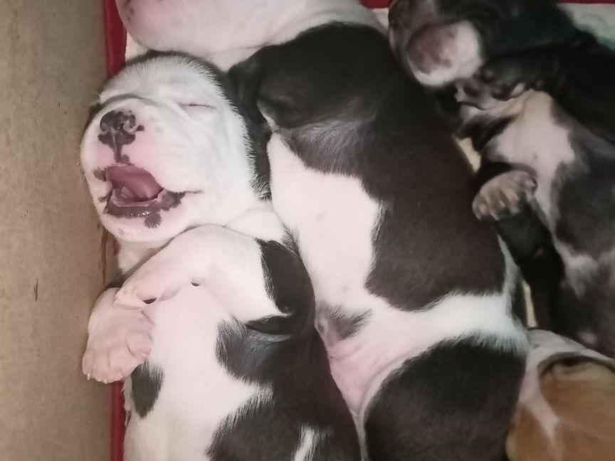 Стаффордширский терьер/Питбуль