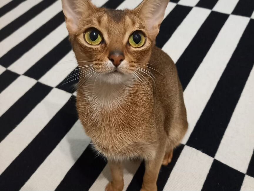 Абиссинская кошка