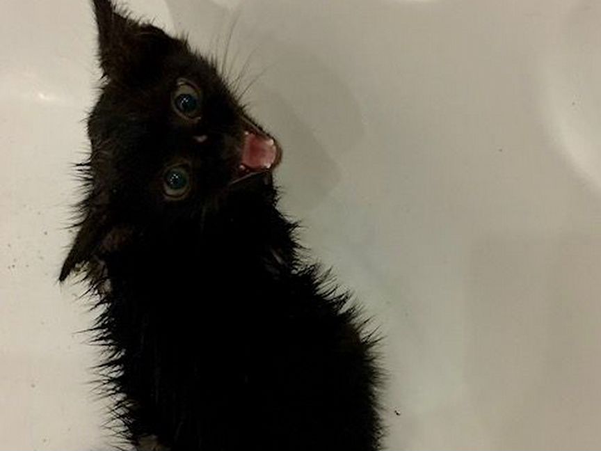 Черный котенок Мистер Кот