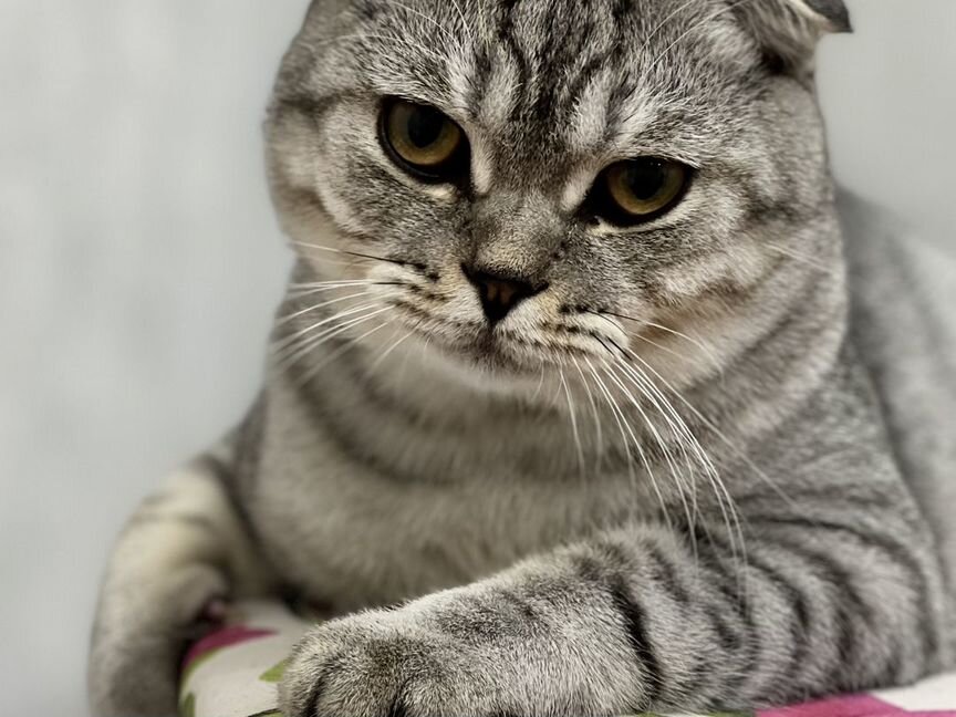 Шотландский вислоухий Кот Вязка