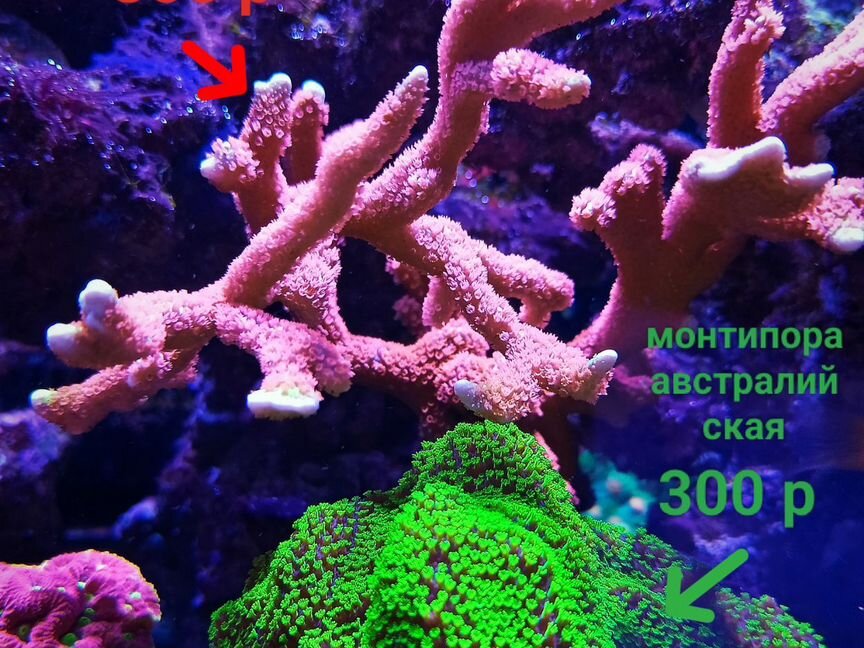 Простые спс живые кораллы