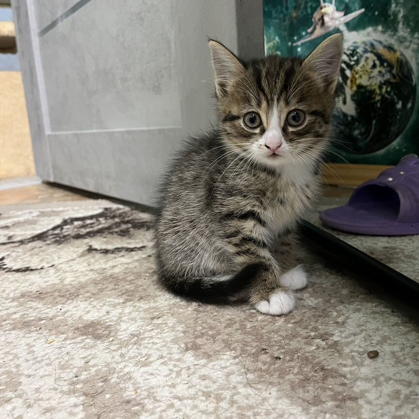 Котеночек