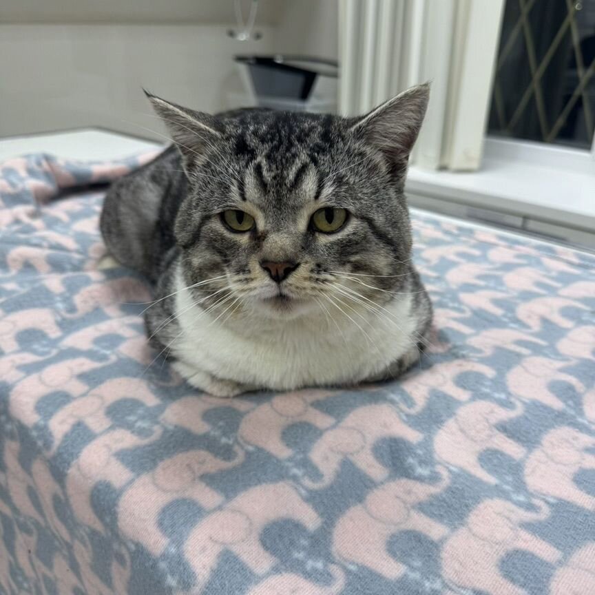 Кот в добрые руки