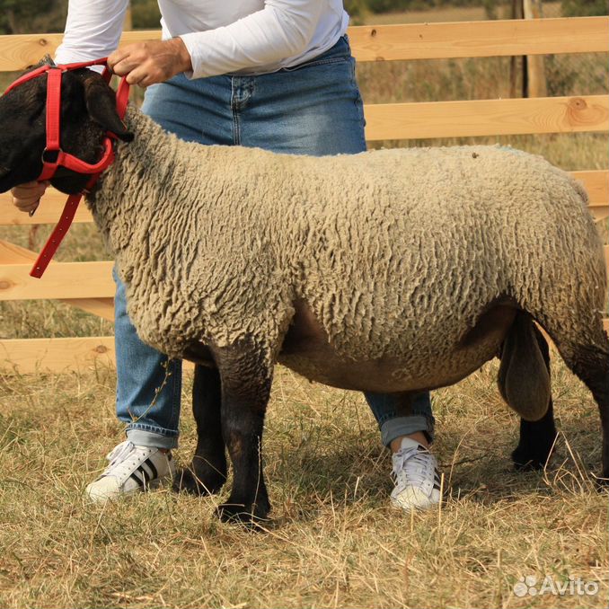 Суффолк баран производитель