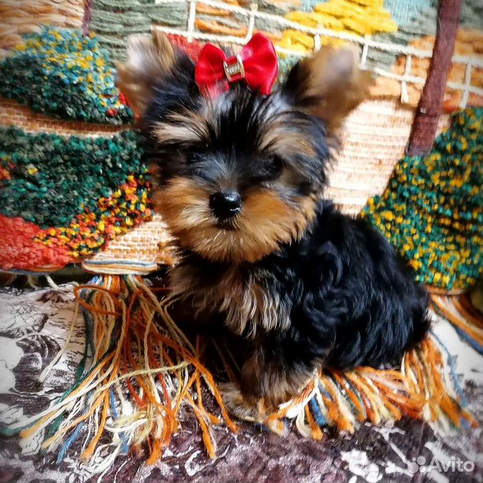 Мальчик стандарт. Щенок 2мес