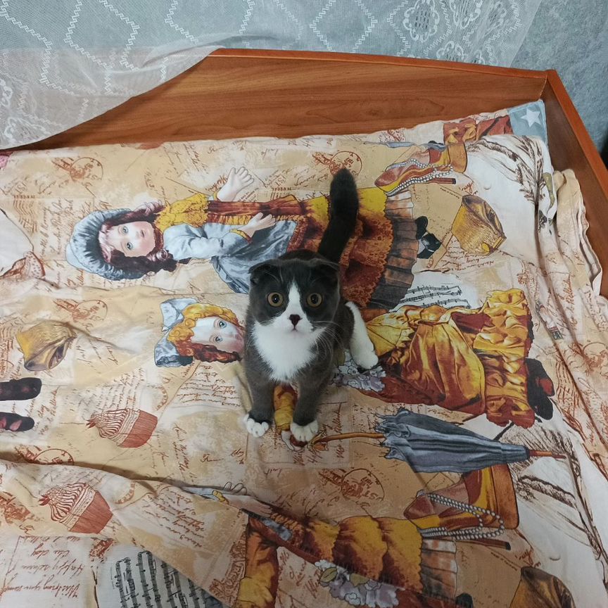 Котёнок