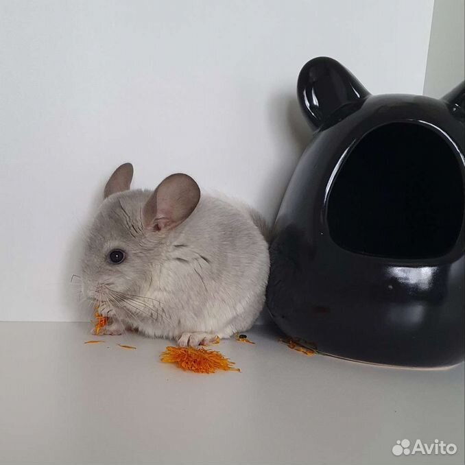 Шиншилленок девочка белый фиолет 2 мес