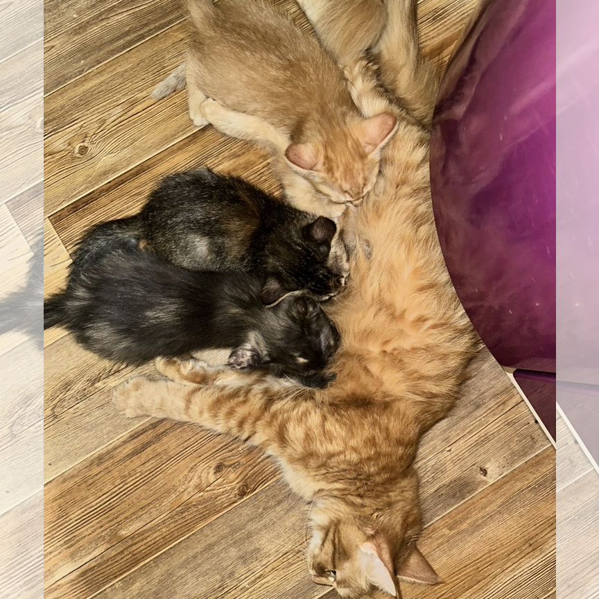 Коты и кошки