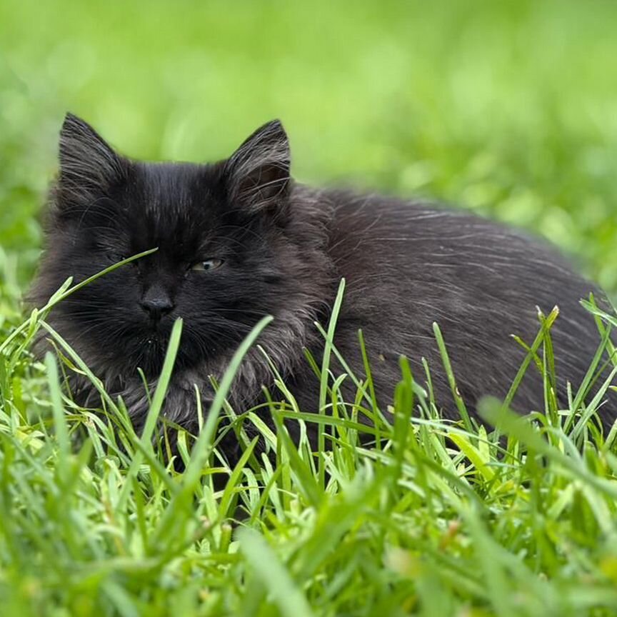 Котята