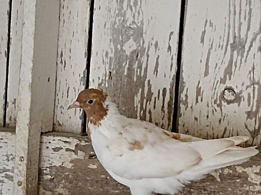 Бойные голуби головастики