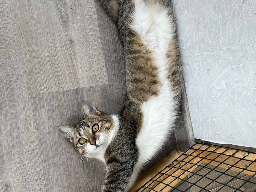 Котоняня, передержка кошек