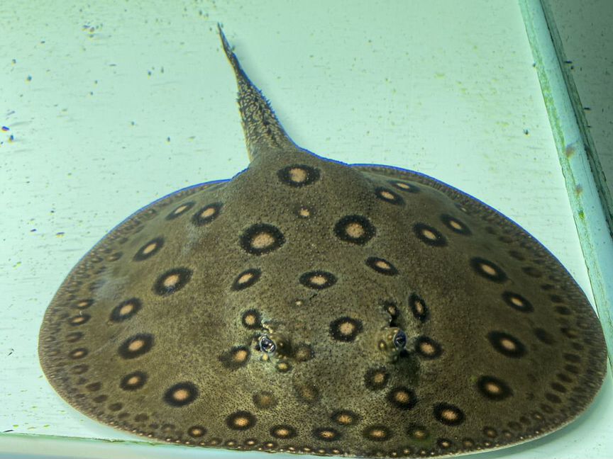 Скат моторо