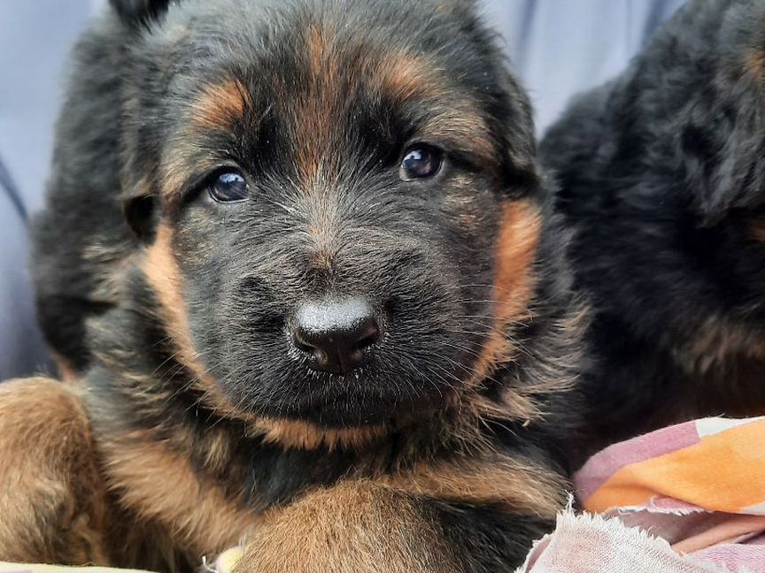 Щенки немецкой овчарки