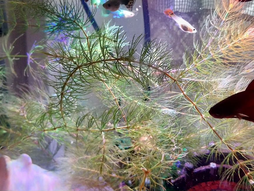 Аквариумные растения роголистник обмен