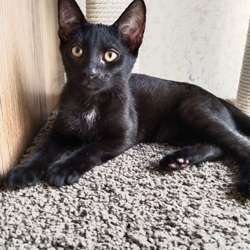 Котенок мальчик 3 мес