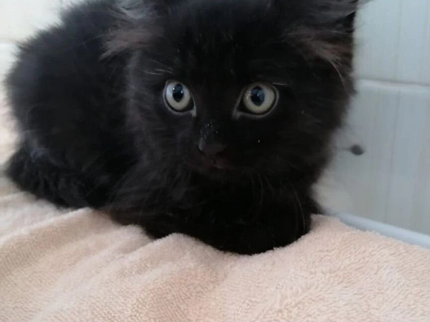 Котятам из приюта нужен дом