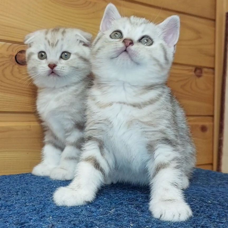 Шотландские новогодние котята