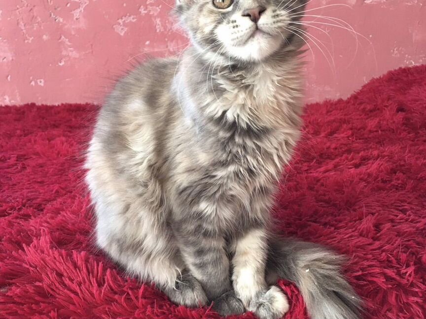 Мейн-кун кошечка