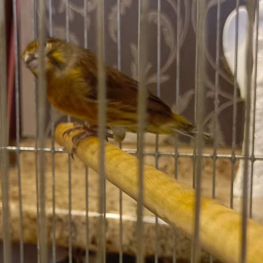 Гибрид репел канарейка самец