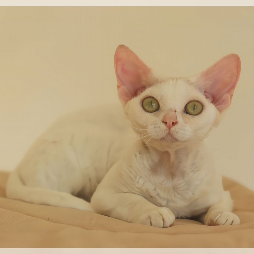 Девон-рекс, взрослая кошка