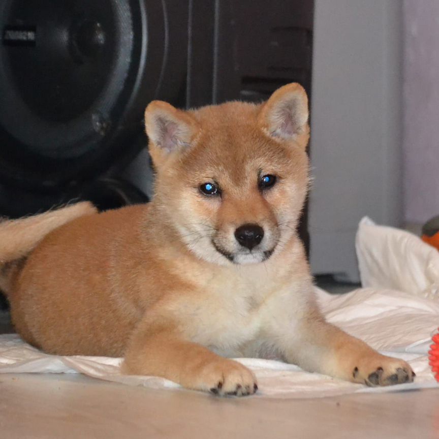 Мальчик мини сиба