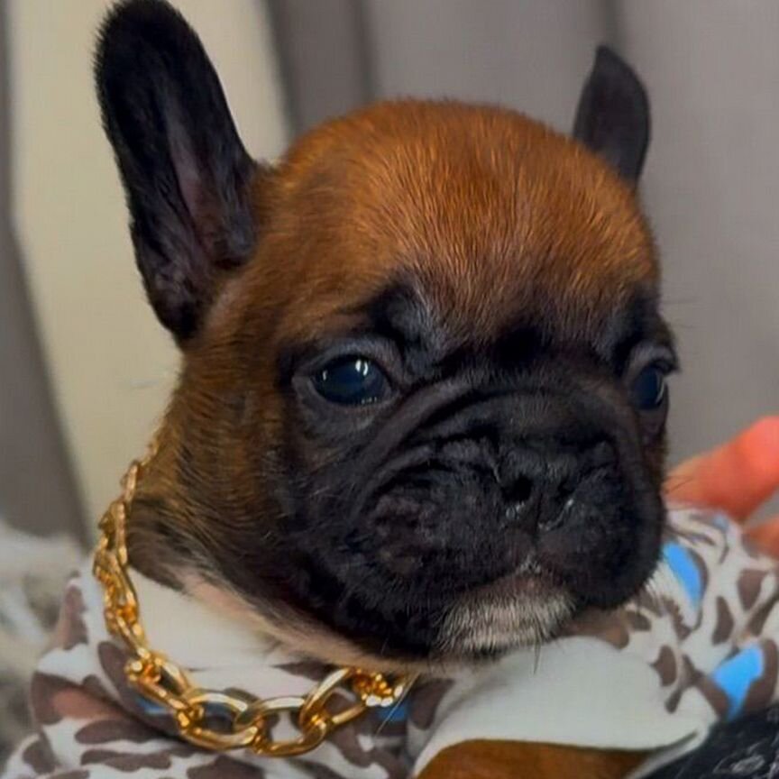 Французский бульдог, щенок