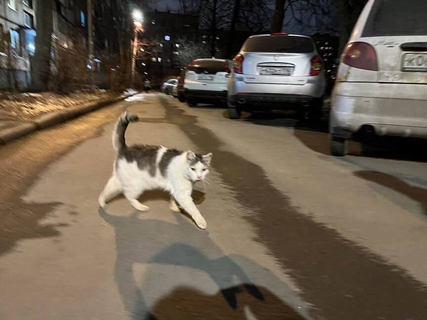Кот ждет помощи