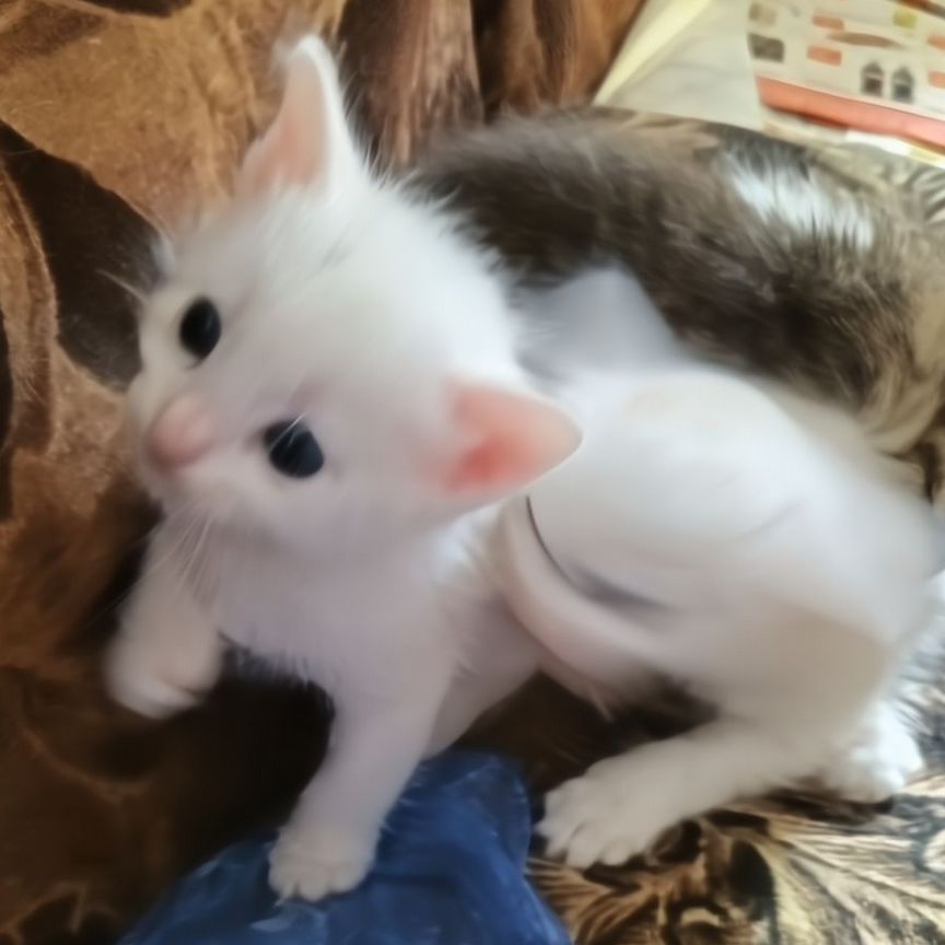 Котята в добрые руки бесплатно