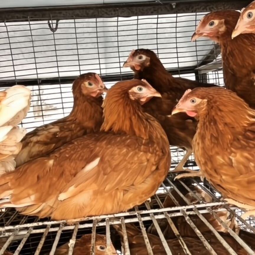 Куры несушки доставка в Ашу 11 апреля