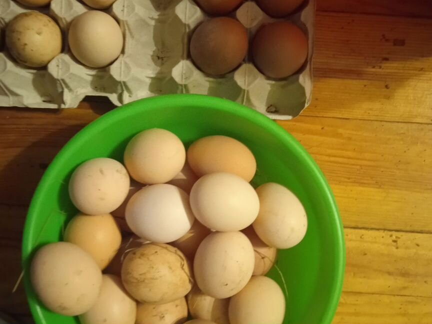 Инкубационное яйцо кучинская юбилейная