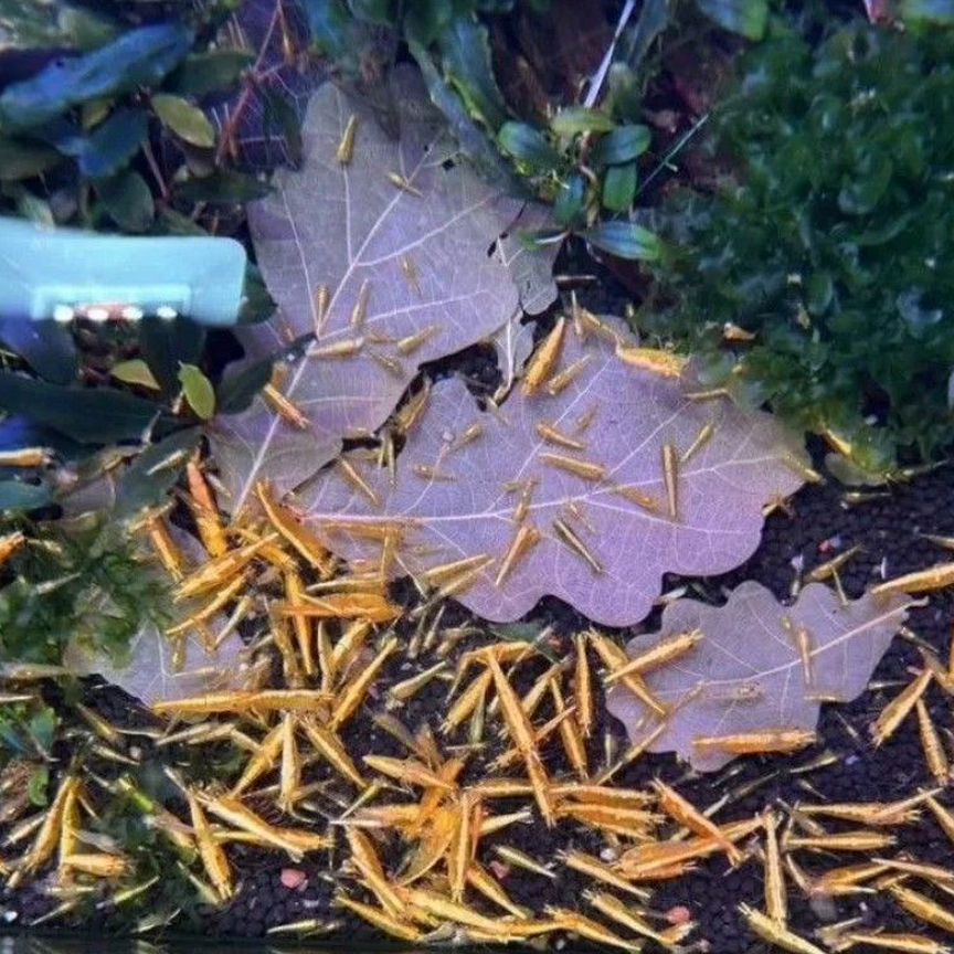 Аквариумные креветки в ассортименте