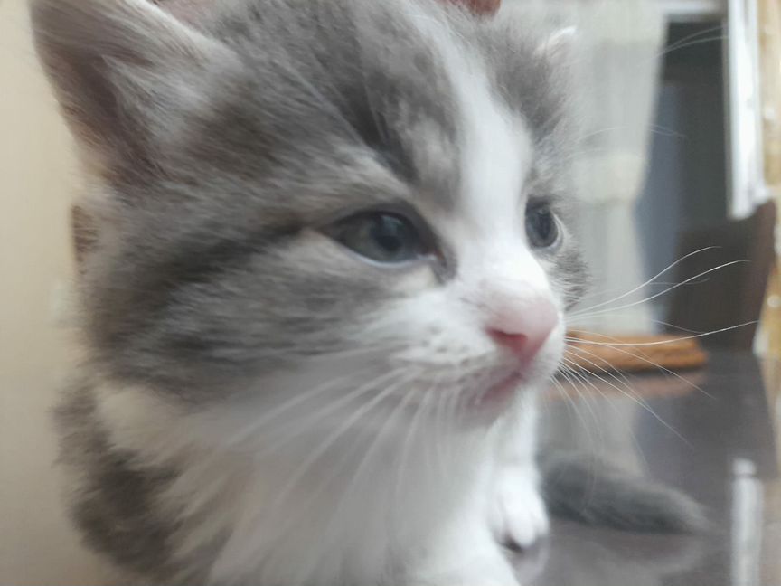 Котята шотладская ангора