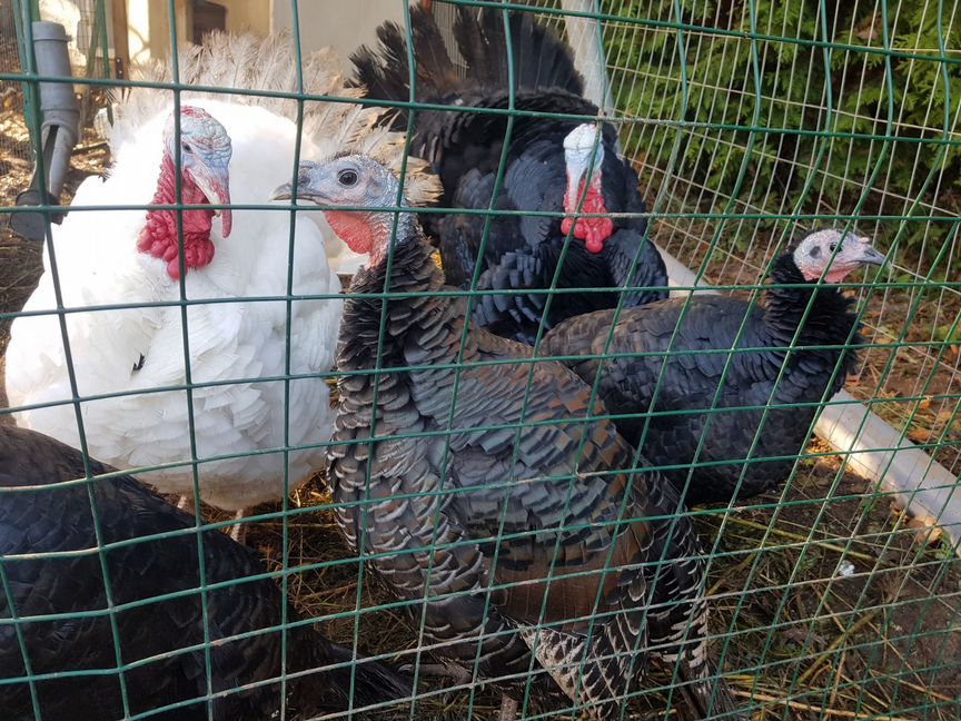 Индюки на развод, широкогрудые белые и кавказкой п