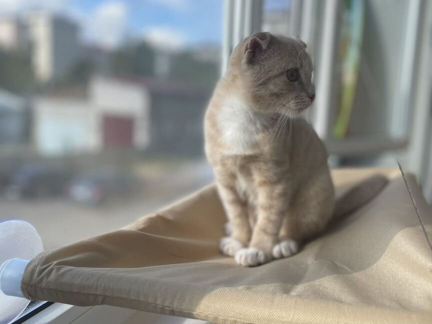 Гамак для кошек на окно