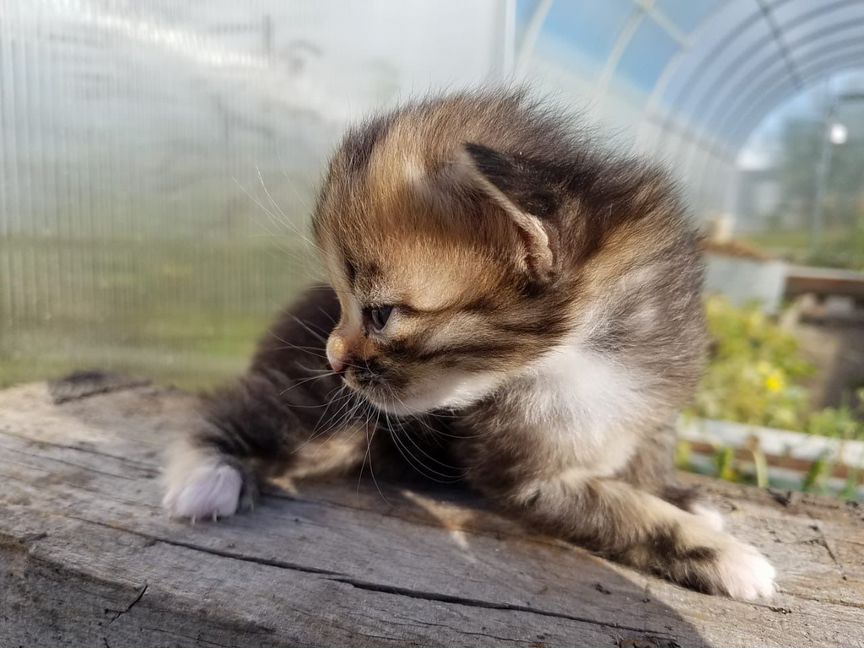 Котят сибирской кошки в добрые руки