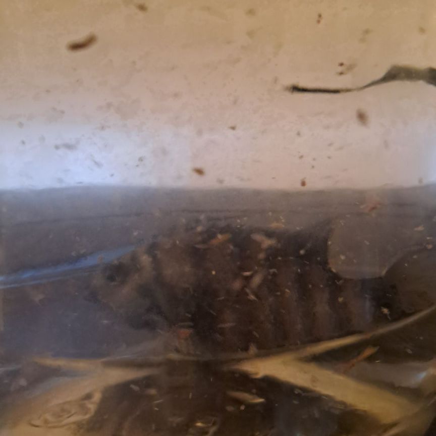 Цихлида бесплатно