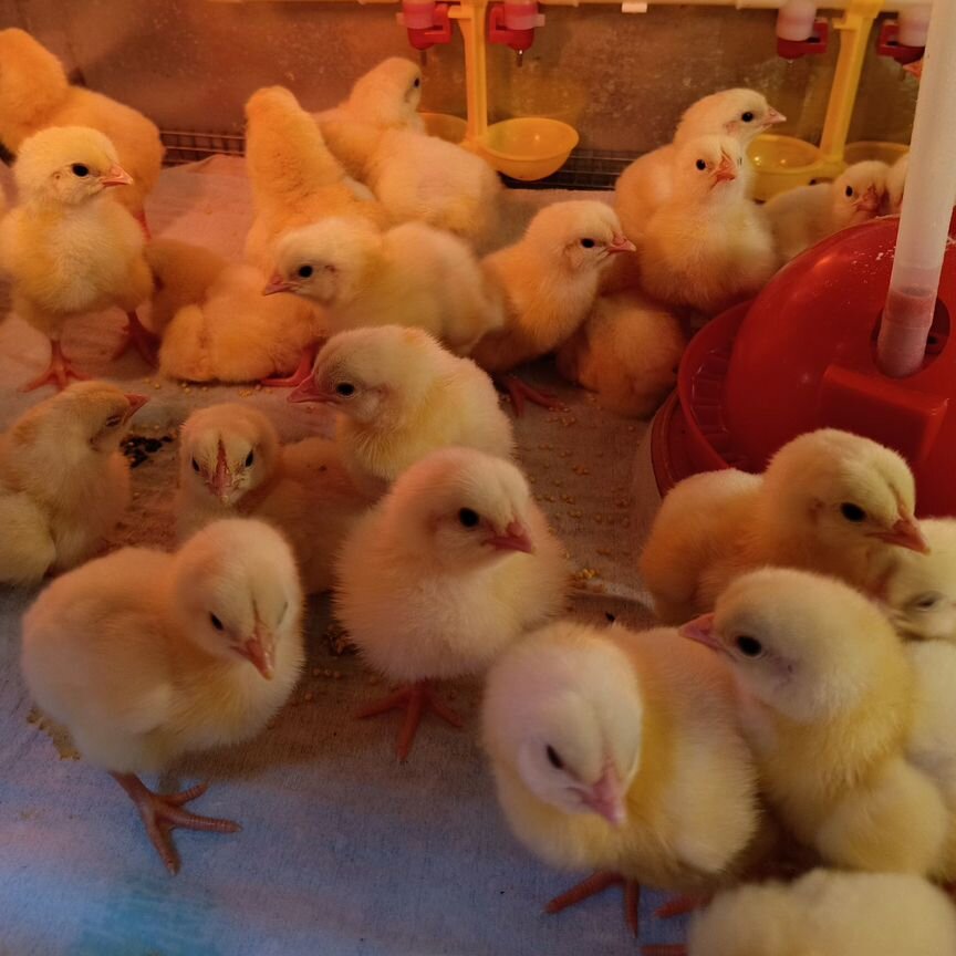 Цыплята бройлеры росс 308
