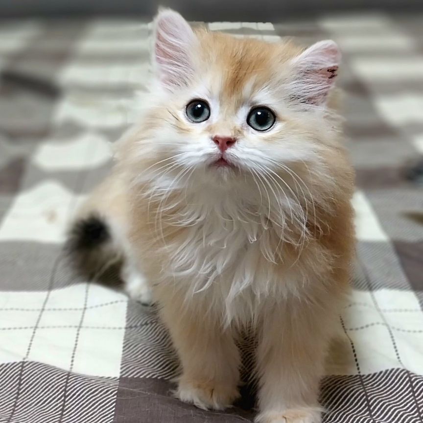 Шотландский прямоухий длинношёрстный котёнок