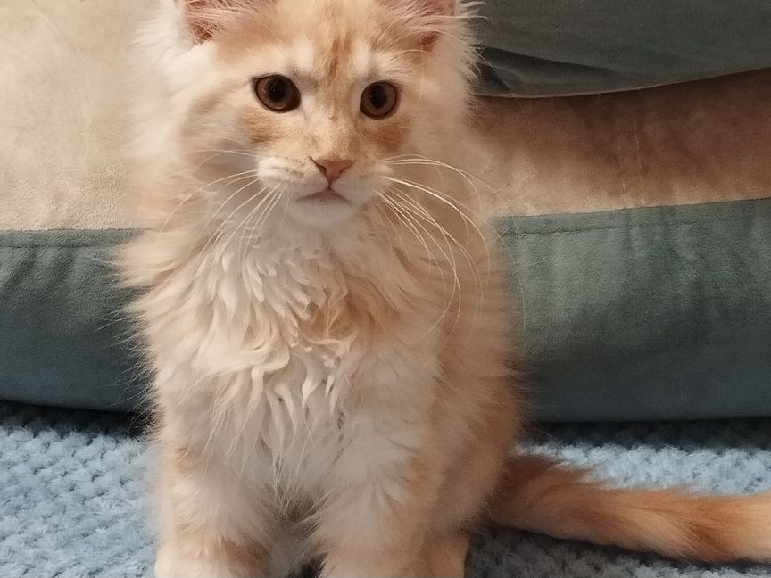 Мейнкун котенок