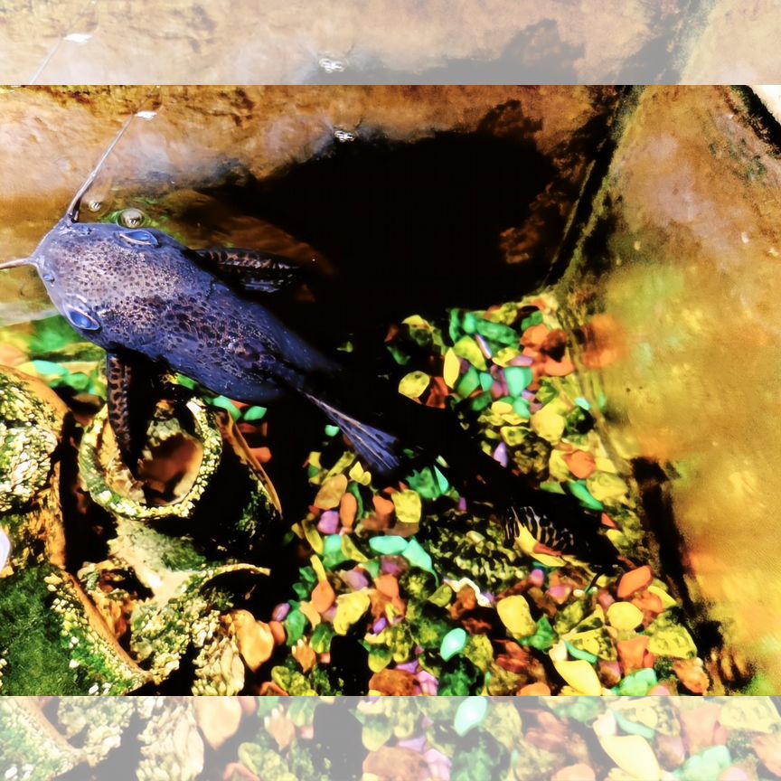 Сом синодонтис