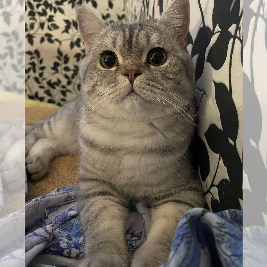 Британский кот на вязку
