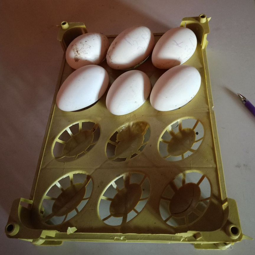 Кубанские гуси инкубационное яйцо