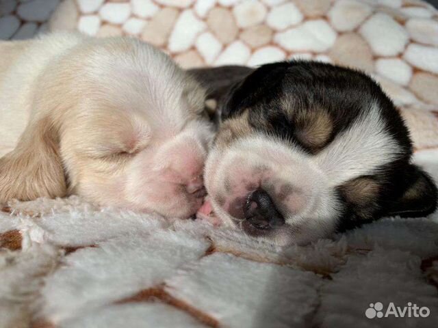 Бомбические baby